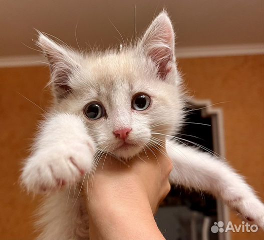 Котенок невский