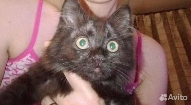 Котёнок девочка