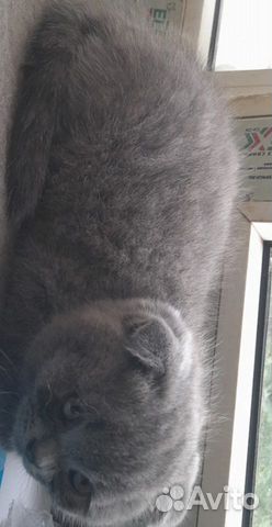 Шатланские вислоухИй и прямоухАя