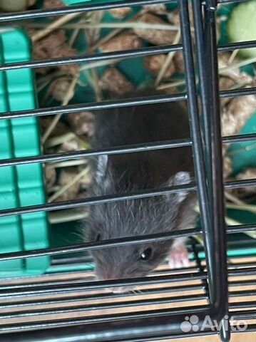 Отдам хомячков в хорошие руки
