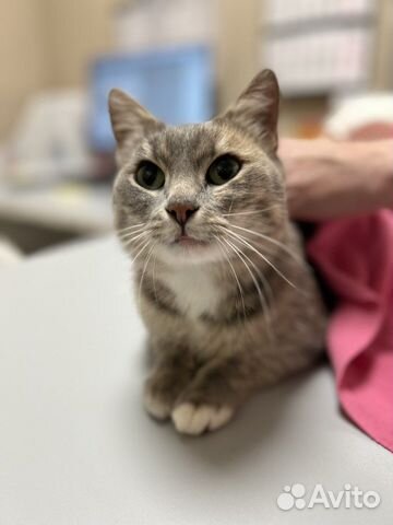 Красивая кошечка