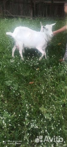 Зааненская дойная коза