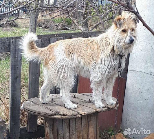 Степан собака в дар. Доставка