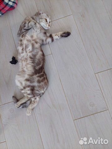 Шатланская кошка ищет кота