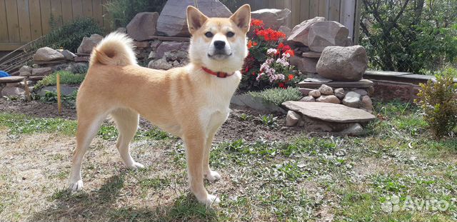 Продаются Сиба-ину и Кавалер-кинг-чарльз-спаниель