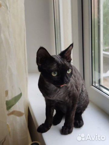 Девон Рекс кот 4 мес