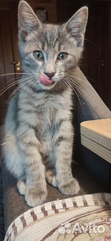 Котёнок курильского бобтейла