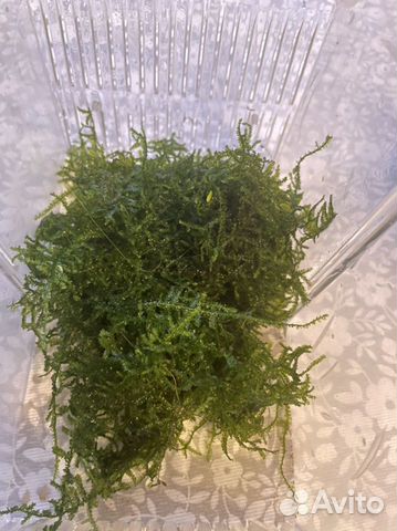 Яванский мох