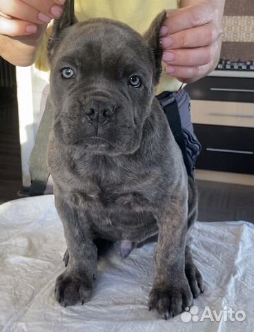 Кане Корсо - серый тигр