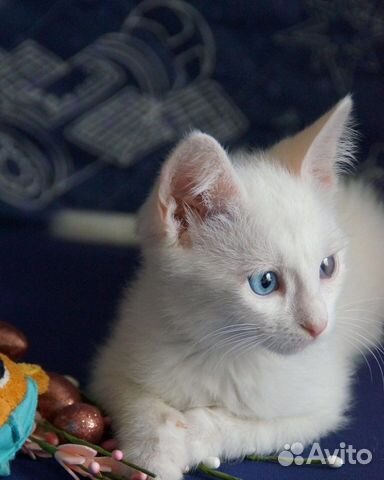 Умка ищет дом