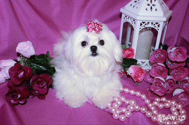 Очаровательная подрощенная девочка мальтезе 6 мес