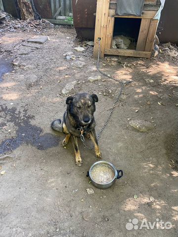 Собака в добрые руки