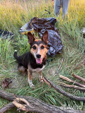 Джеки- Чан ищет дом и ждет доброго хозяина