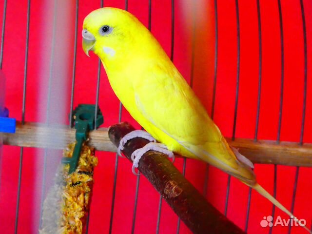 Попугайчик-найденыш Варя