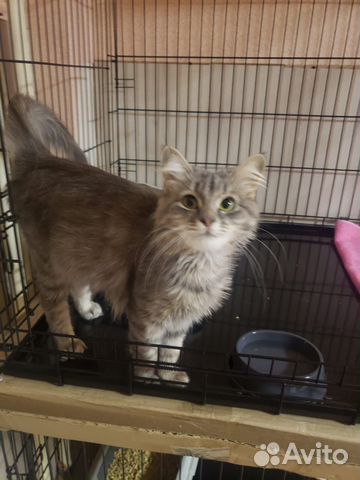 Стерилизованная, привитая Алиса ищет дом