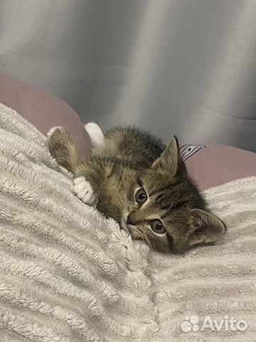 Котенок мармеладка