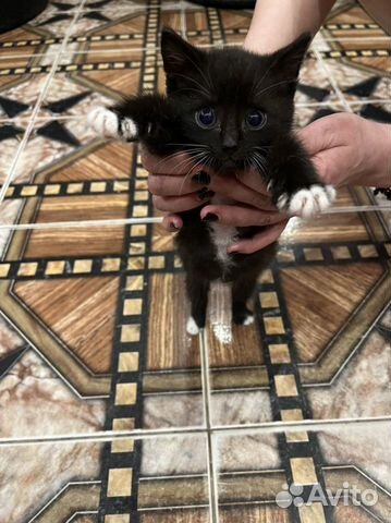 Котёнок черный в добрые руки