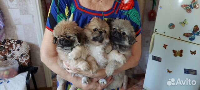 Щенки Пекинеса королевской породы экстрималы