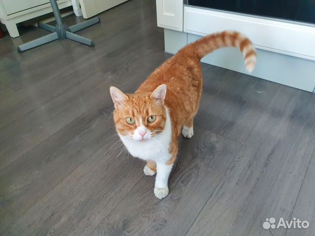 Отдам в добрые руки