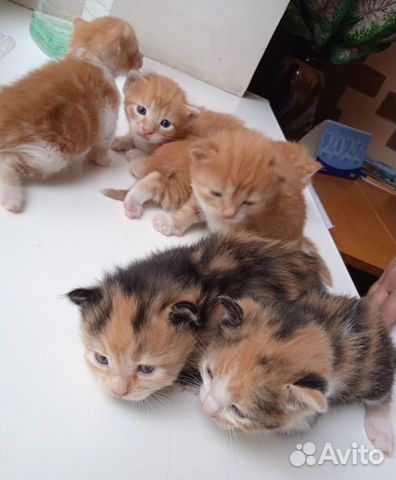Котята в добрые руки