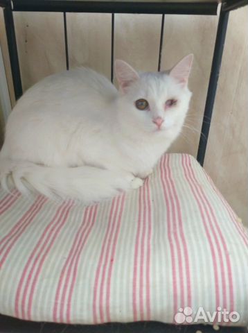 Кошка ищет дом или передержку