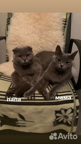 Британский вислаухие котята