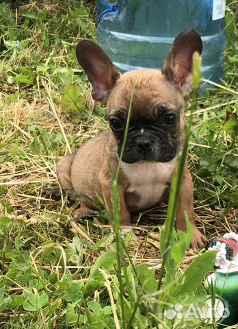 Мини французик