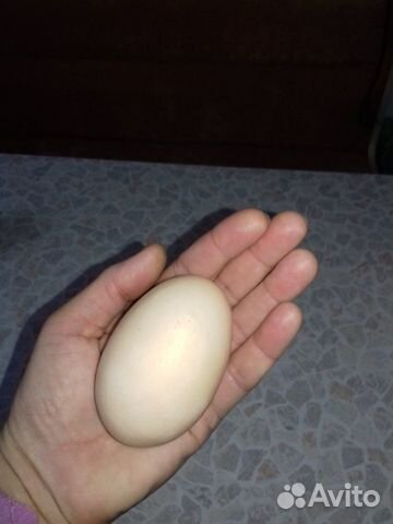 Куры несушки ломан браун