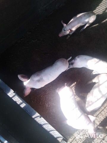 Поросята пьетрен