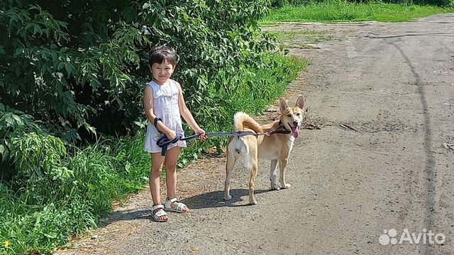 Собаки бесплатно в добрые руки