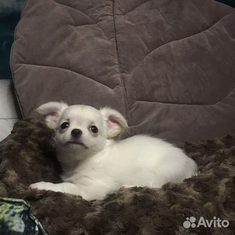 Мальчик чихуахуа