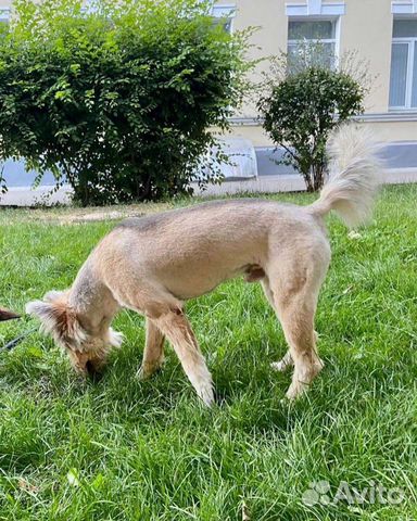 Собака мальчик, Миша ищет дом