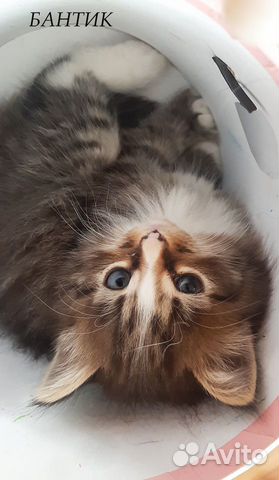 Котята в добрые руки бесплатно