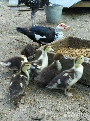 Утята индоутки