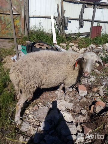 Овцы бараны