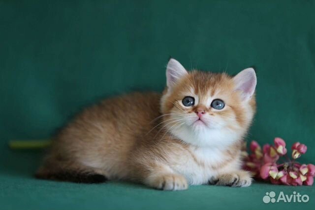 Британский котик