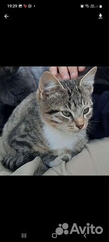 Отдам в хорошие руки котенка