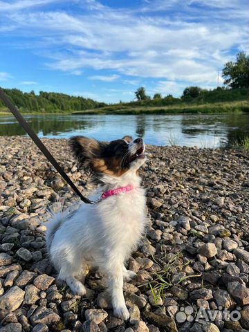 Продается Папийон