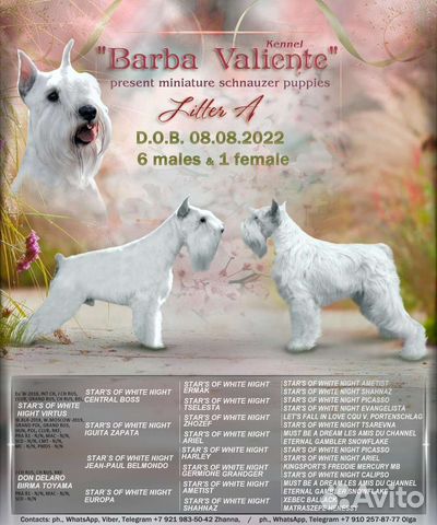 Цвергшнауцер щенки белый
