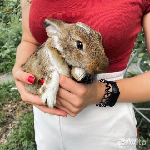 Кролик девочка