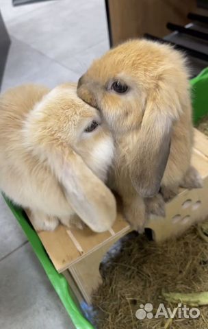 Вислоухие карликовые кролики с клеткой