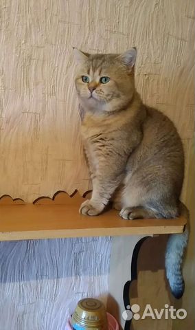Шотландский кот с документами