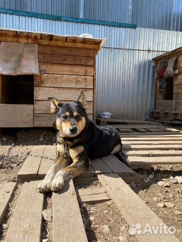 Зена в поисках своего счастья