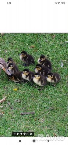 Утята индоутки