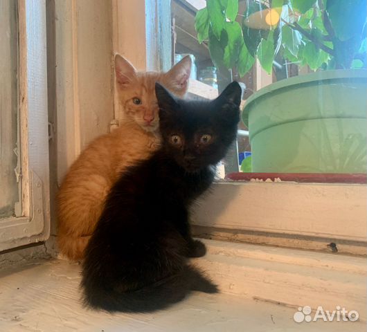 Крошки-котята ищут дом