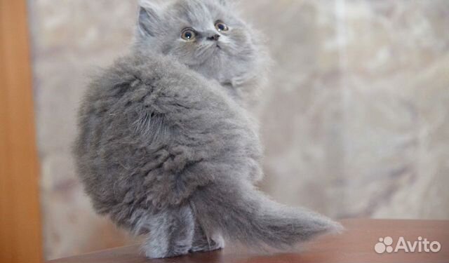 Британские котята