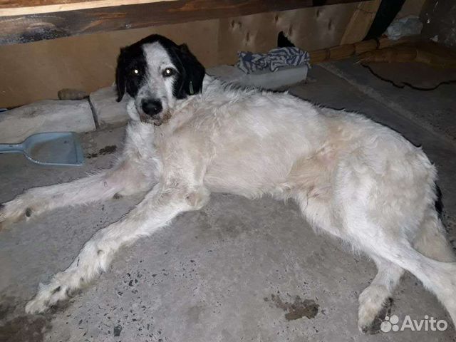 Русская борзая