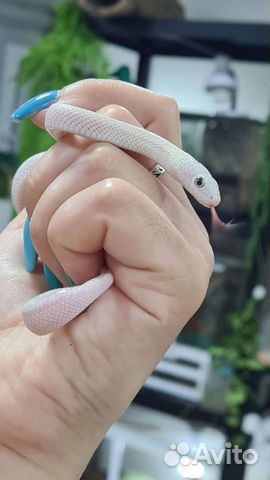 Белый Техасский Полоз