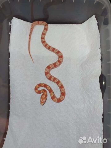 Маисовые полозы