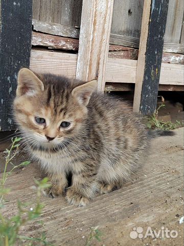 Кошки в добрые руки